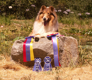 DC Tartanside Dream Wish HXAds, HXBd, HXCs